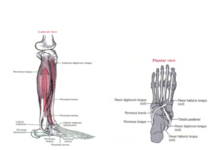 Tendinopatias dos Fibulares - E-fisio